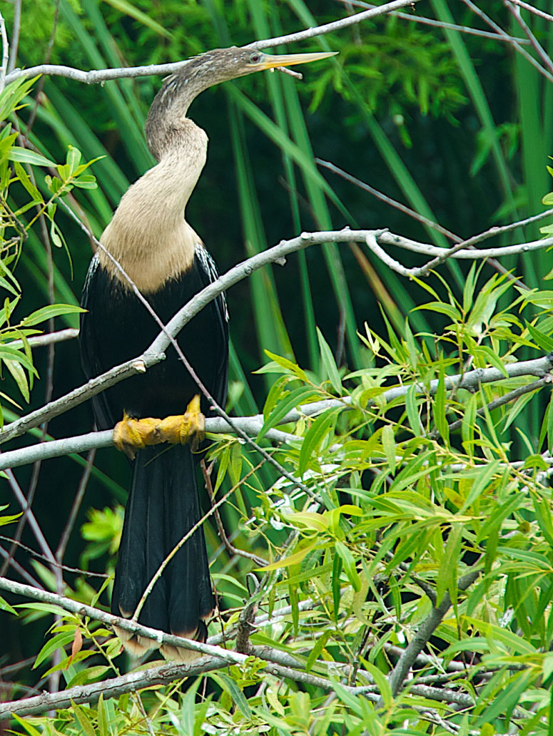 Red and the Peanut: An Anhinga sitting on a nest...
