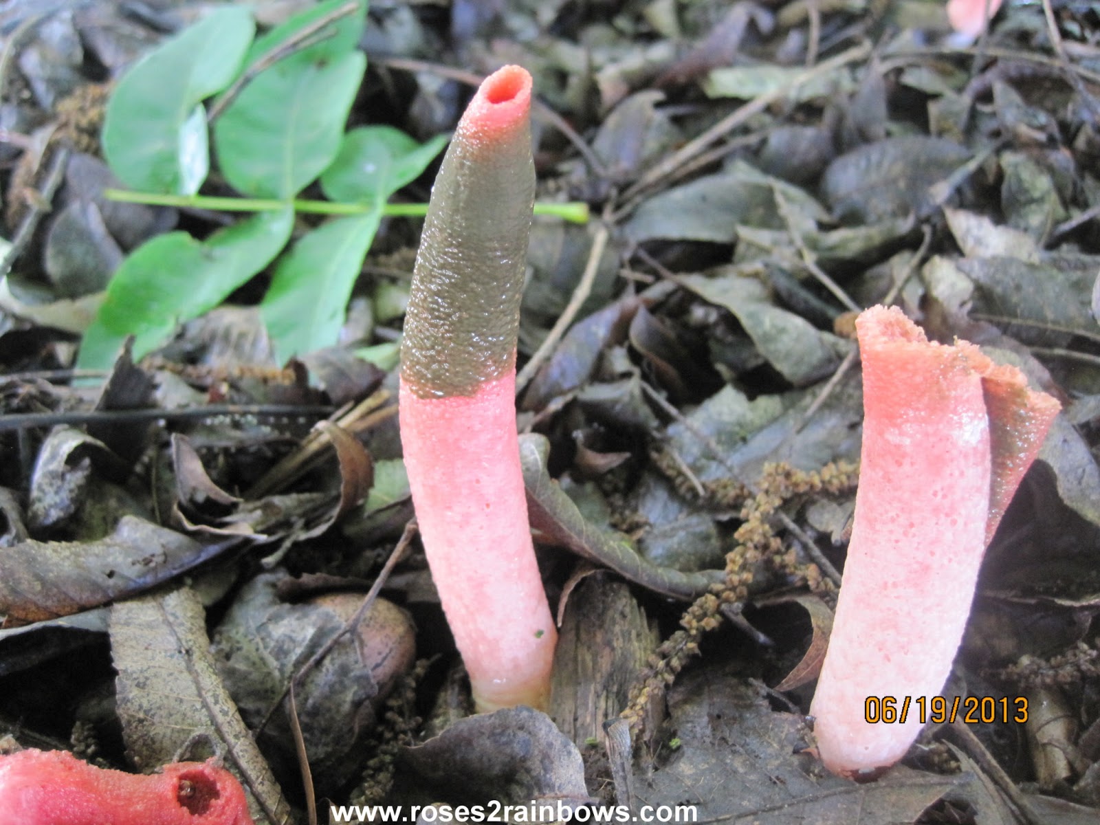 From Roses To Rainbows Freaky Fungi from-roses-to-rainbows-freaky-fungi