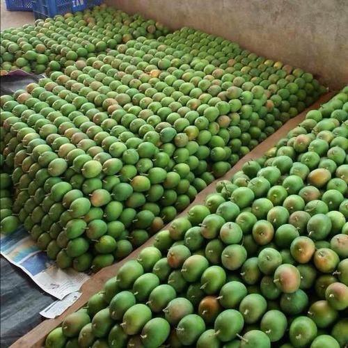 Now, only mangoes from Konkan to be called Hapus | Konkankatta.in