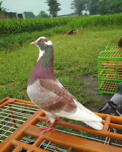 Cara Memilih Indukan Merpati Yang Bagus Untuk di Ternak - Sangkarlapis