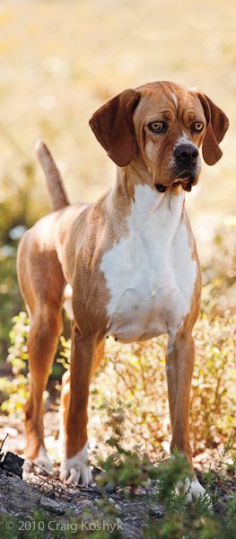 Pointing Dog Blog: Breed of the Week: The Portuguese Pointer