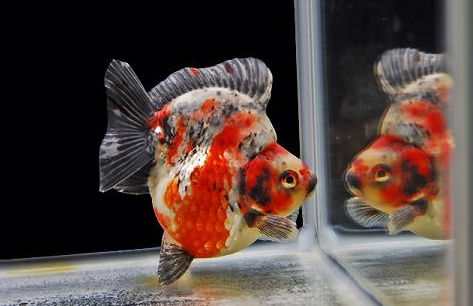 Cara Memelihara Ikan Mas Koki Mutiara dengan Tepat - Tentang Ikan