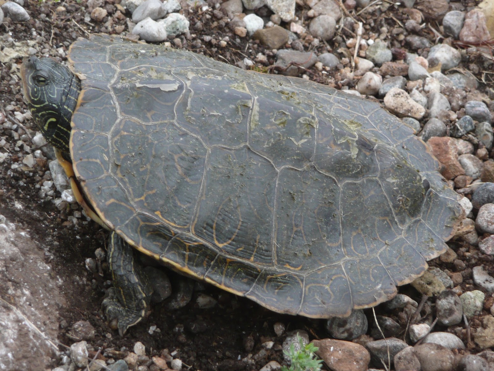 The Art and Science of Phil the Forecaster: NinJa Turtles