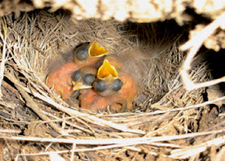 Perawatan Anakan Burung Decu Agar Bisa Tetap Hidup | Balad Gacor