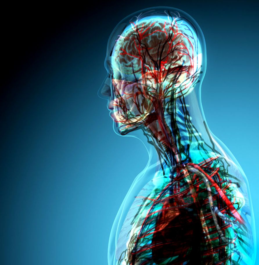 Anatomy Physiology Wallpapers HD Quality anatomy-physiology-wallpapers-hd-quality