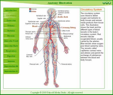 Cara Mudah Belajar Anatomi Tubuh | GLADY CHANNEL
