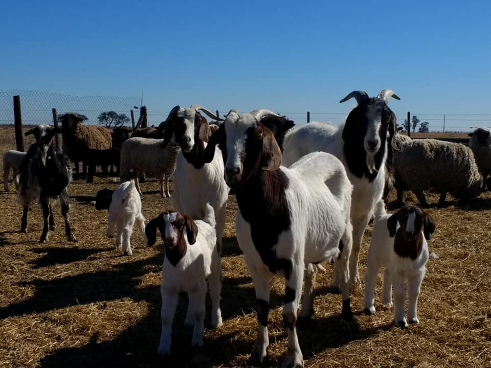 CABRAS BOER Y OVEJAS PAMPINTA ESTABLECIMIENTO SAN JORGE: 2019