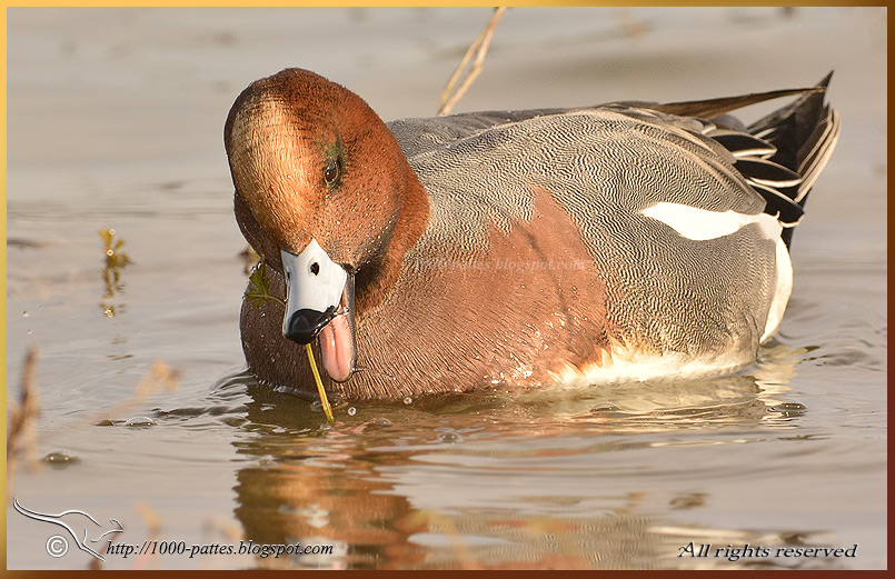 WILDLIFE GATEWAY: Les canards de surface
