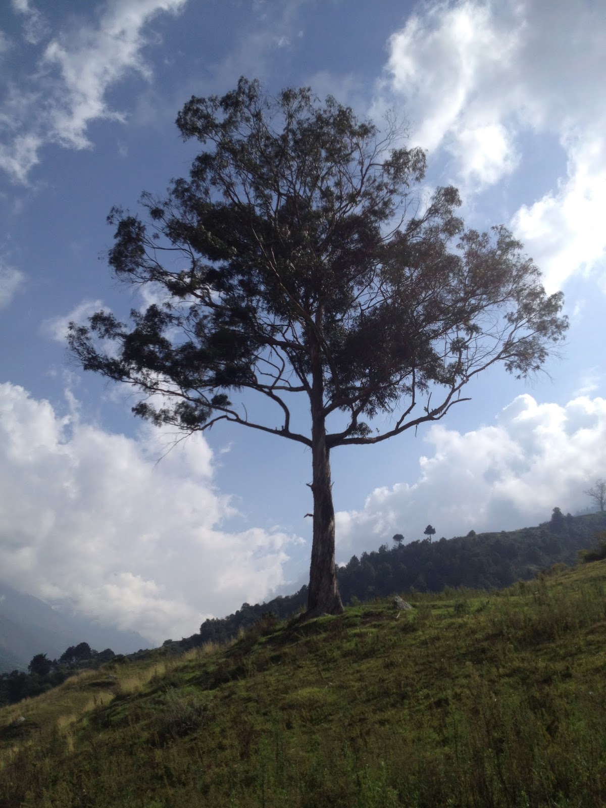Timotes, Merida - Venezuela: LA OBRA TRUNCA DE MONSEÑOR VIVAS