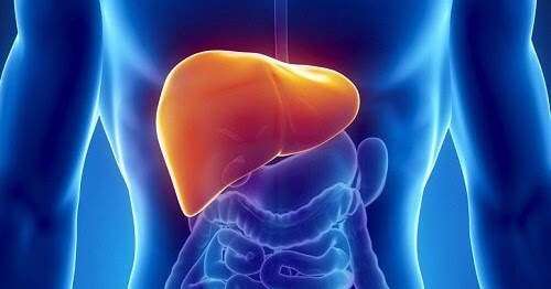 Testes da Função Hepática - Análises Clínicas.com