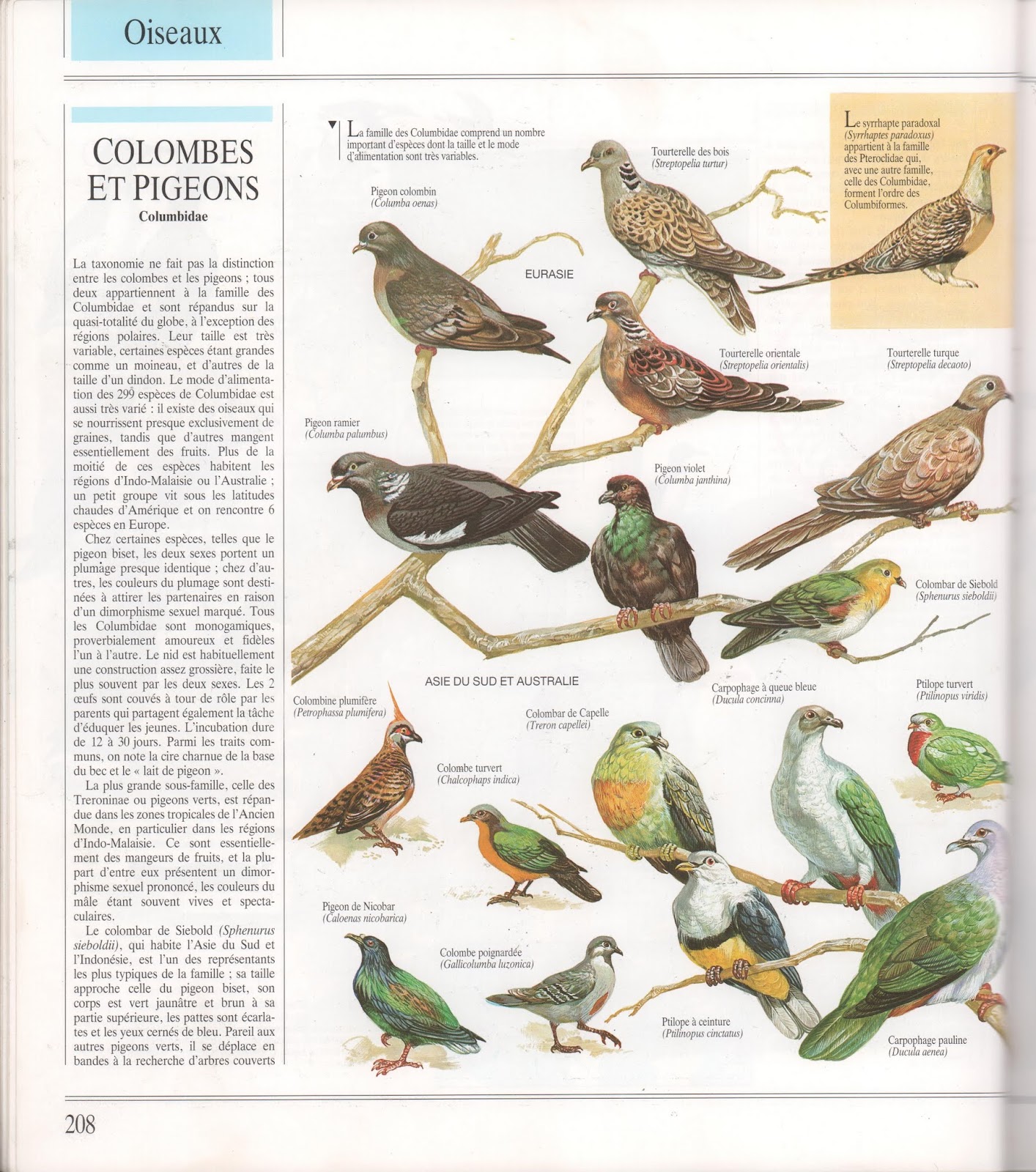 Leçons de choses: Oiseaux (Encyclopédie du monde animal)
