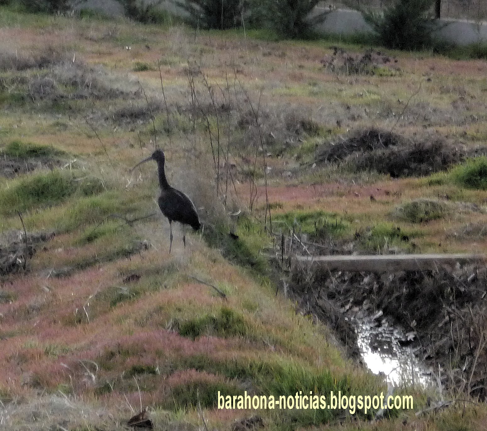Histórico de Noticias de Baraona