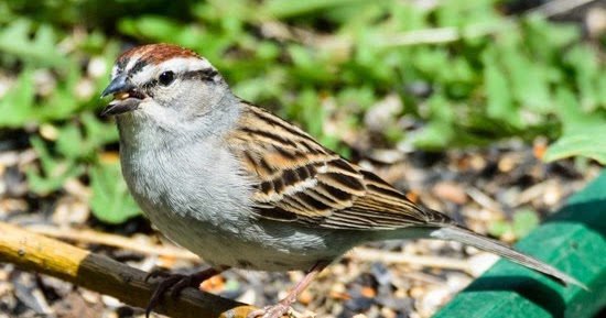 Prairie Nature: Chipping Sparrows - Micro Migratory Birds