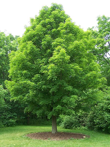 Beautiful Tree: Pohon Maple (Maple Tree)