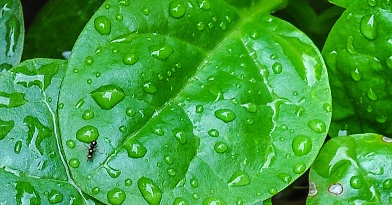 Pengertian Daun Adalah Fungsi Struktur Bagian Dan Anatomi Jagad Id - Riset