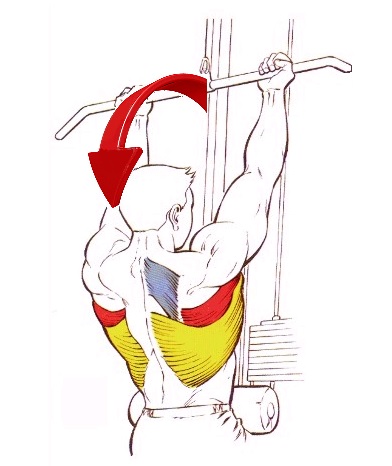 GYM: Curl en Polea Alta, barra tras nuca