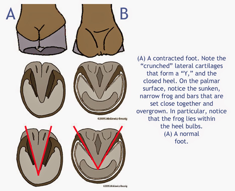 The Photo Encyclopedia of Good Feet | The Horse Forum