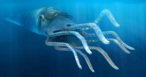 Animals of the world: Nautiloids