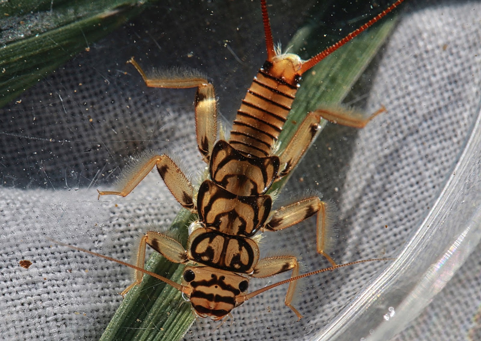 Aquatic Insects of Central Virginia: Some beautiful insects at the ...