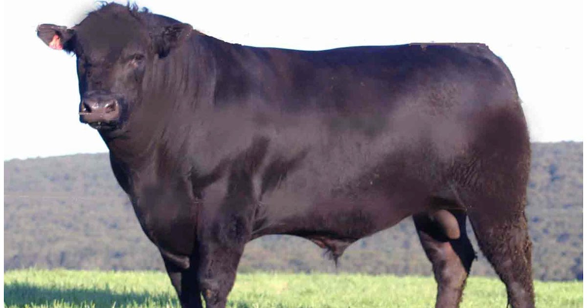 Generalidades de la Ganadería Bovina.: Angus