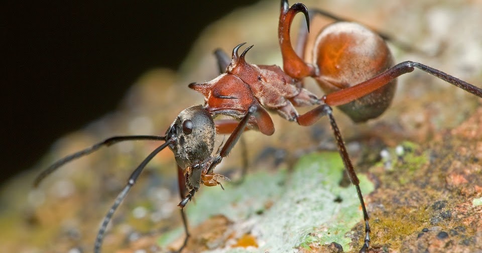 Variety of Life: Polyrhachis