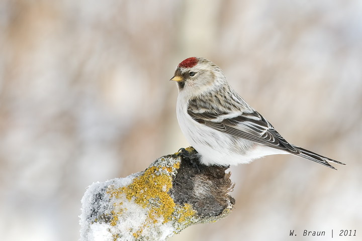 For the birds: Redpolls: Hoary and Common
