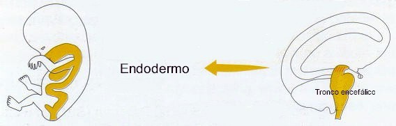 Histo- Embriología: N°3 DESARROLO EMBRIONARIO Y FETAL, FOMACIÓN DEL ...