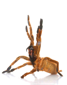 TARANTULAS: Alive And Up Close: Old World Tarantulas