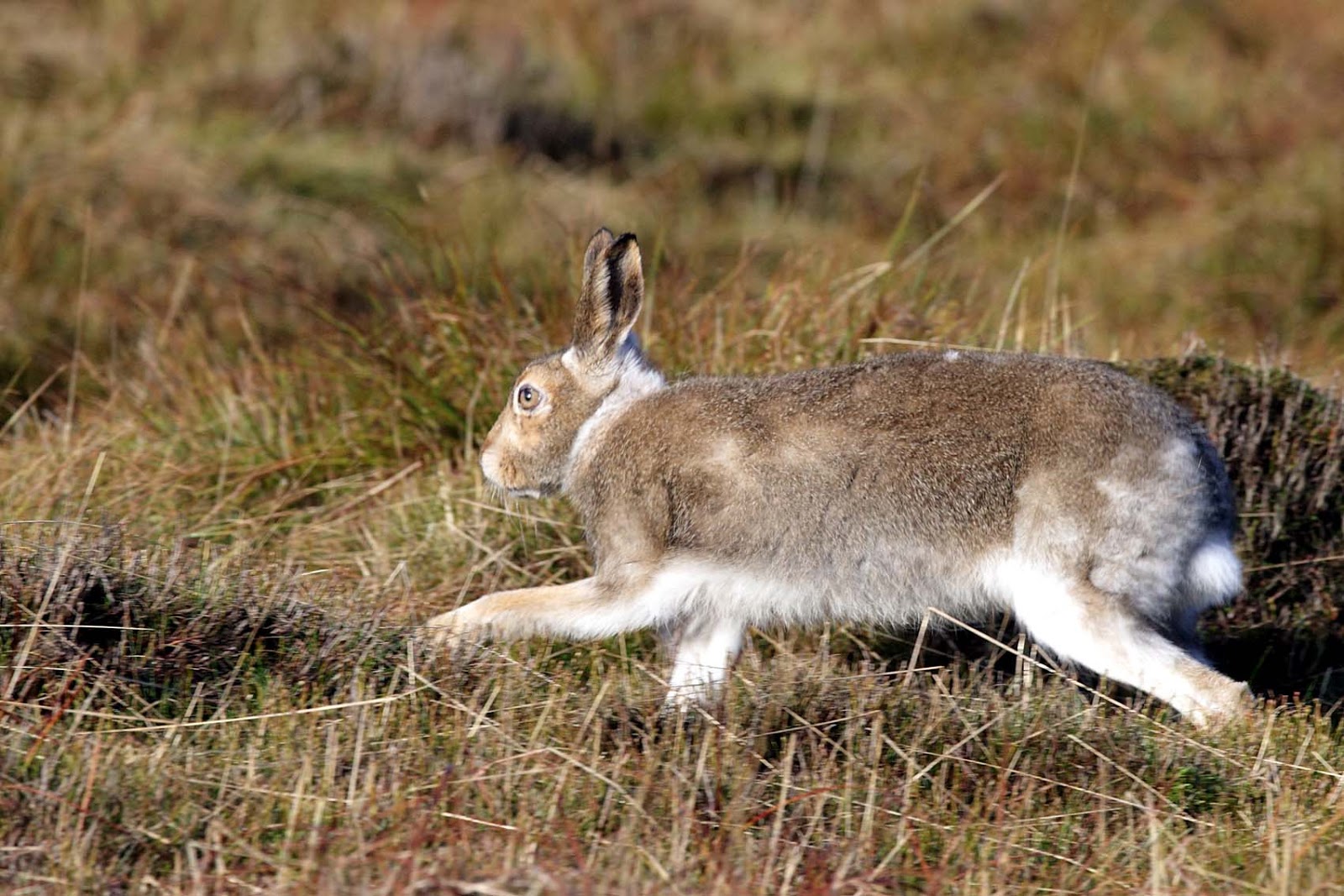 Darley Dale Wildlife: Mountain Hare - Bleaklow