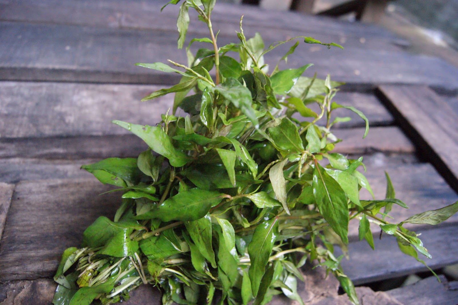 邊 走 邊 吃: 越南薄荷 Daun Kesom