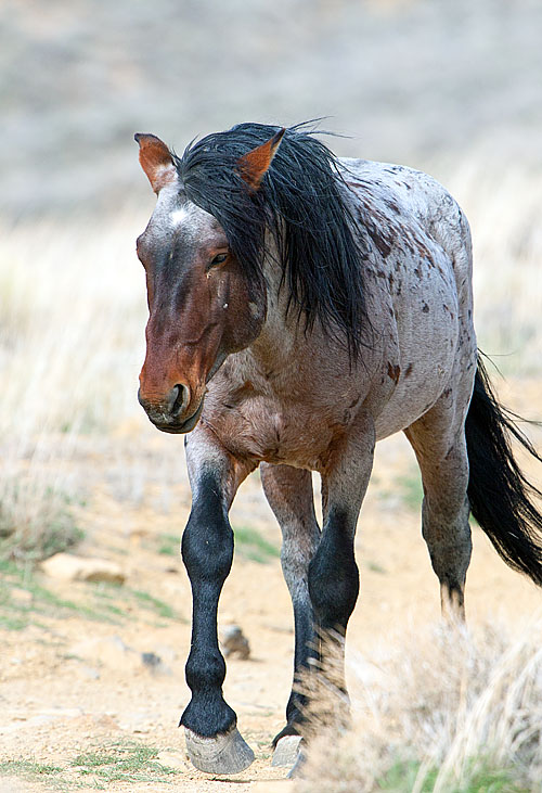 Rockley Farm: Lessons in "normal" from mustangs