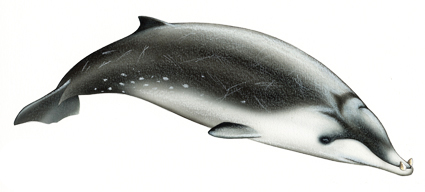 Argentina nativa: Zifio de Héctor (Mesoplodon hectori)