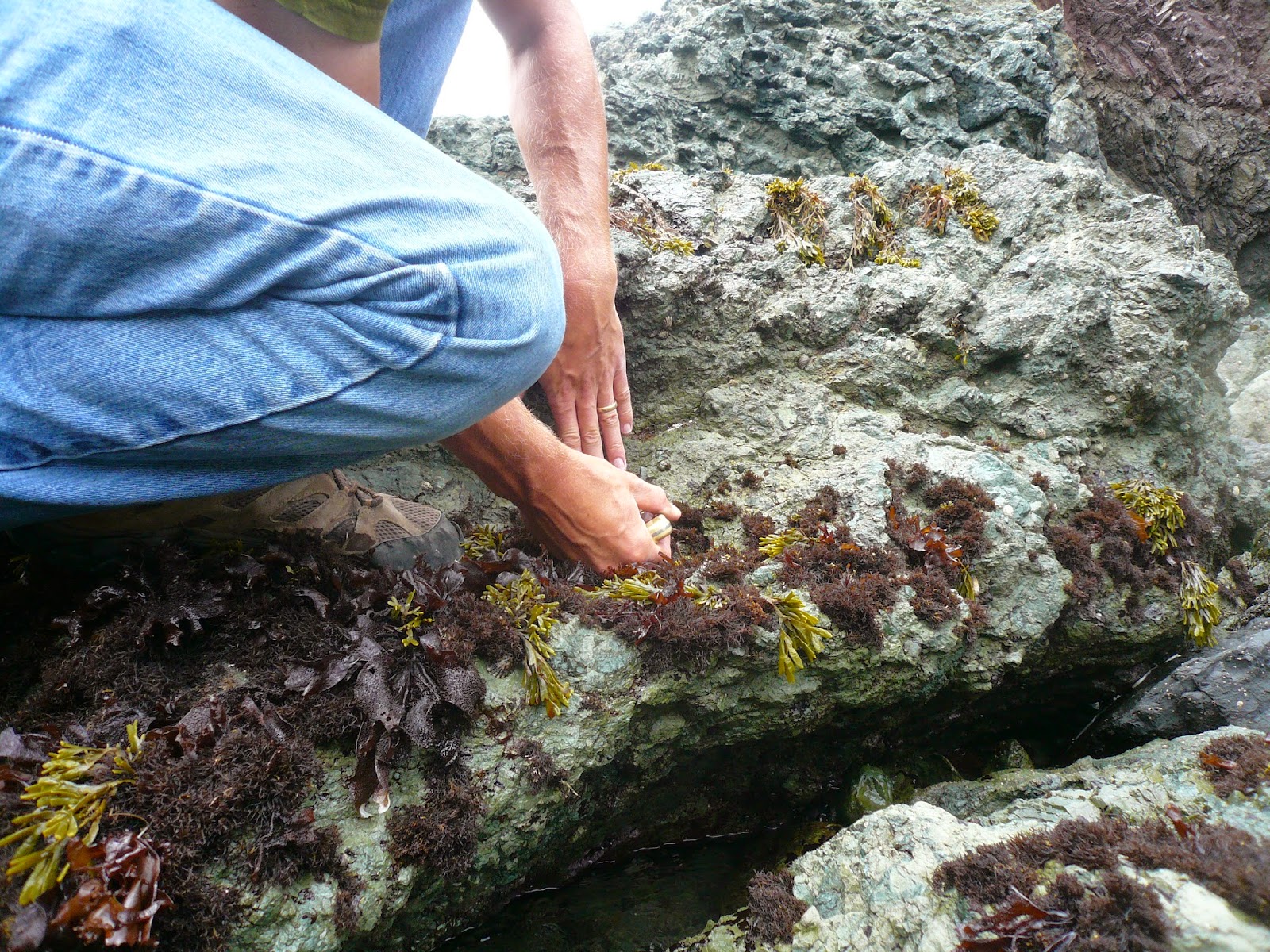 Countryman: Foraging California's Wild Side: Lean-to on the North Coast