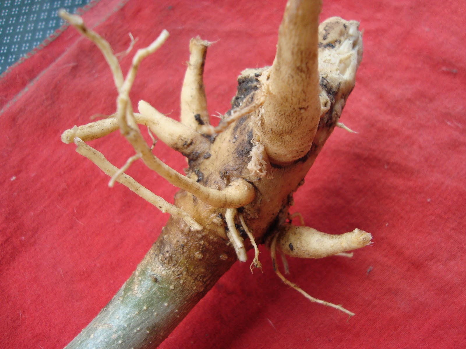 Moringa Ecuador: Raiz y Plantas de Moringa