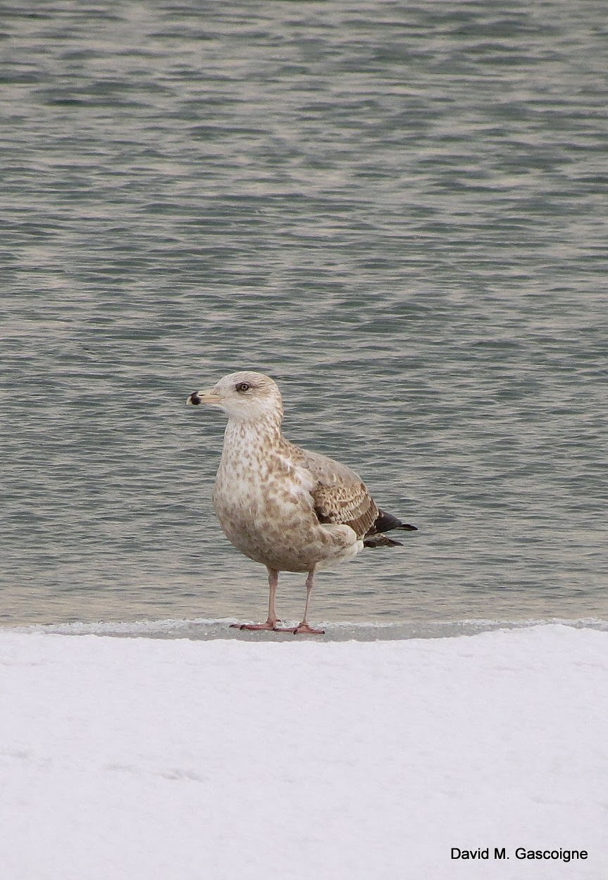 American Herring Gull - Travels With Birds