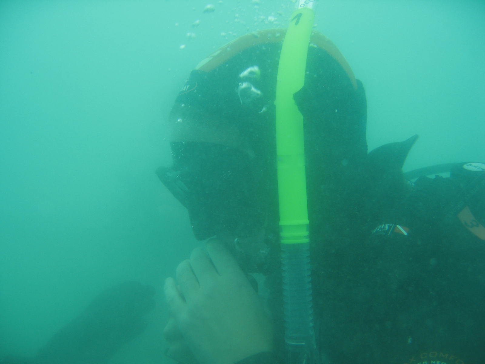 Where the Lions Roar: I'm a Scuba Diver!