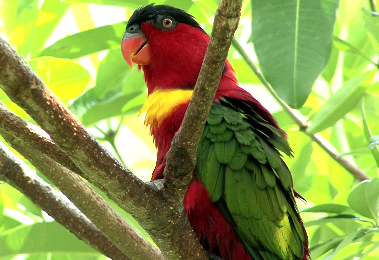 Yellow Bibbed Lory | The Life of Animals