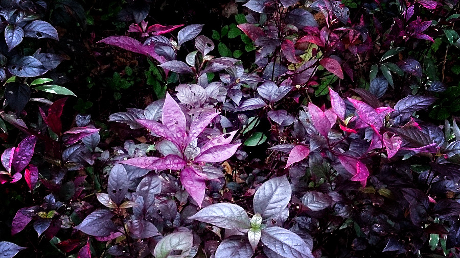 2 Jenis Tanaman Daun Ungu, Ciri-Ciri Dan Cara Menanam Wungu