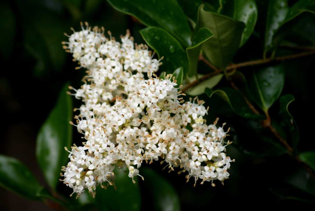 A photo, A thought............: Plant: Medicinal plant privet.......