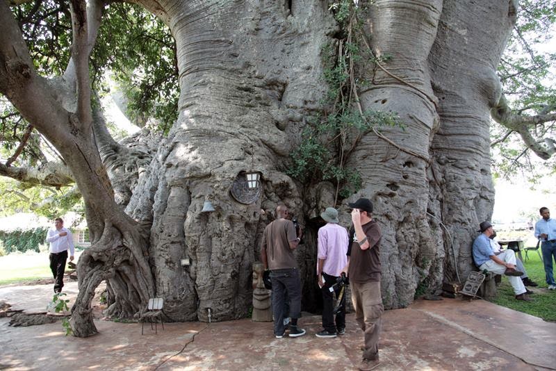 The Sunland Big Baobab | The Bar inside the Trunk of the Tree