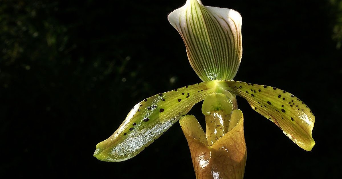 Paphiopedilum ooii orchid plant care and culture | Travaldo's blog