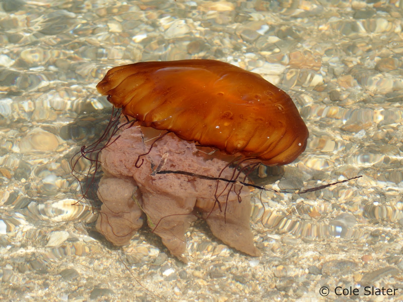 Cole's Trail Tales: Inverness & Tomales Bay - Shell Beach to Pebble ...