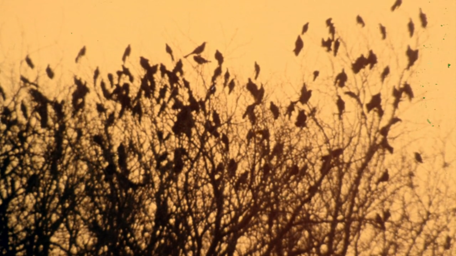 Tobe Hooper Appreciation Society: THAS: 'Eggshells' Is...