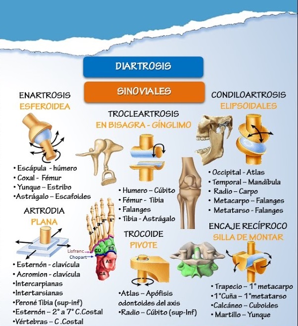 ANATOMÍA DEL HOMBRO Y CINTURA ESCAPULAR.