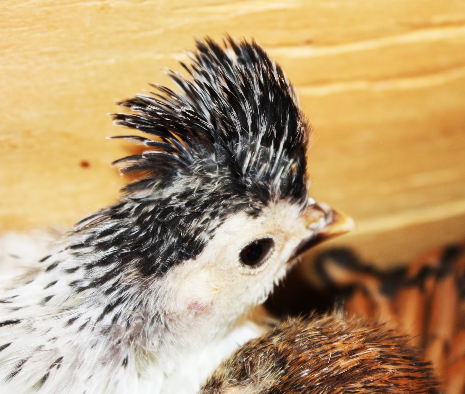 Top Knot Update and Freeze Proofing