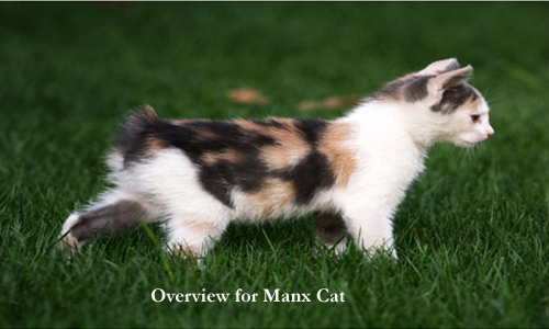Cats Gallery: Varieties of Manx Cat