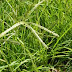 Amazing and Great Health Benefits of Paragis Plant | Miracle Grass ...