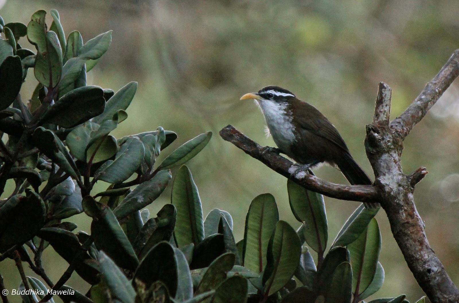 Lanka Nature Summary: Sri Lanka scimitar babbler (Pomatorhinus ...