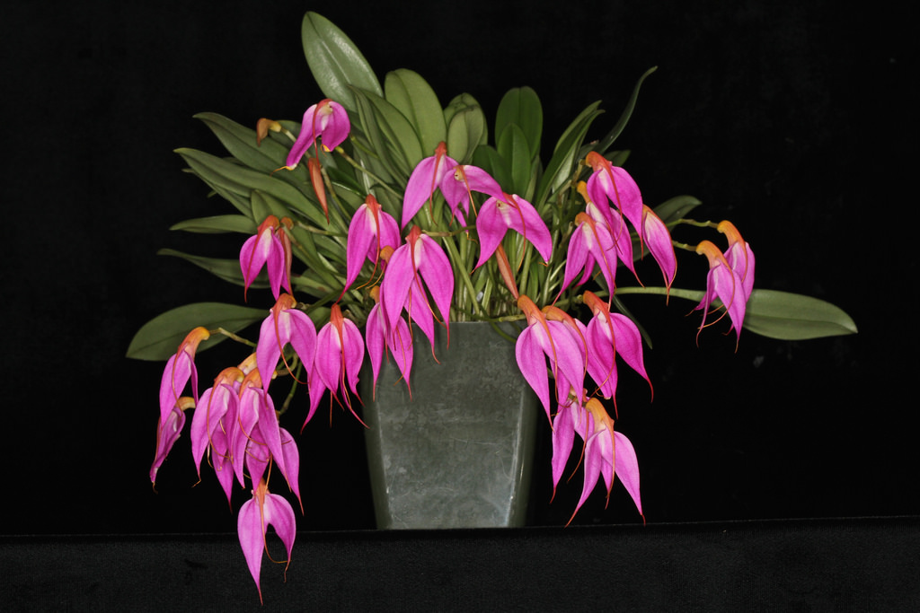 Masdevallia rosea care and culture | Travaldo's blog