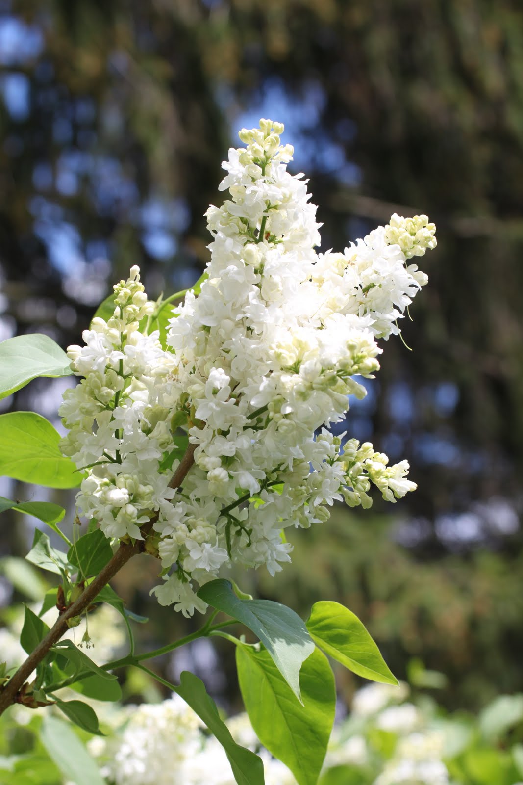 Reggie Darling: The Lilacs of Darlington